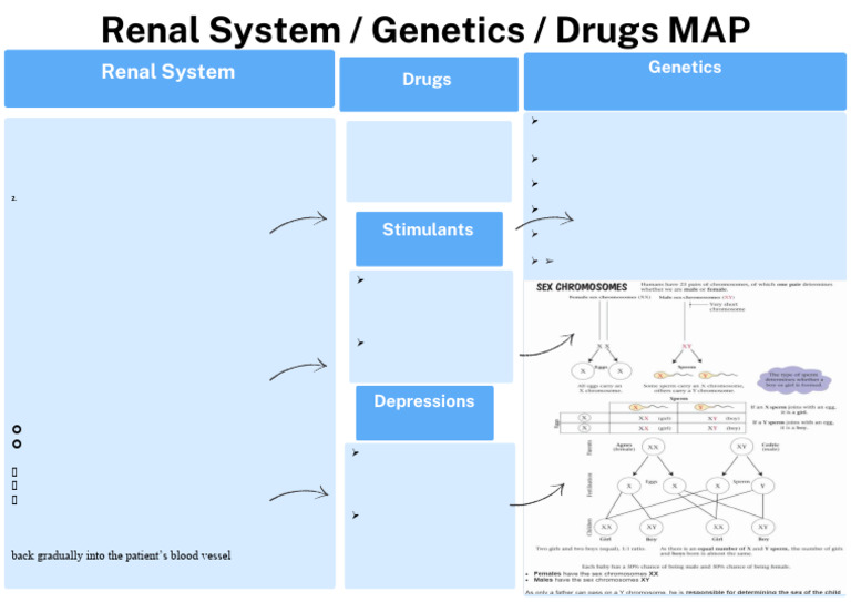 Renal System, Genetics, Drugs Map | PDF | Urinary System | Kidney