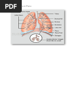 Segmen Pada Lobus Paru Paru Dan Fungsi Masing | PDF