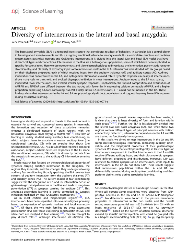 Diversity of Interneurons in The Lateral and Basal Amygdala | PDF ...