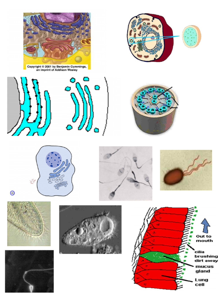 Gen Bio | PDF