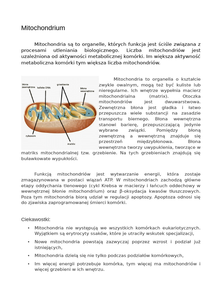 Mitochondrium | PDF