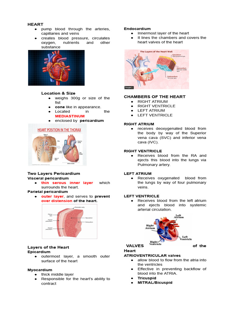 Anatomy and Function of the Heart | PDF | Heart Valve | Heart
