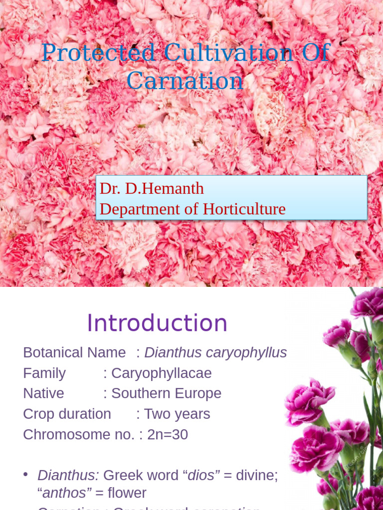 Protected Cultivation of Carnation | PDF | Leaf | Soil