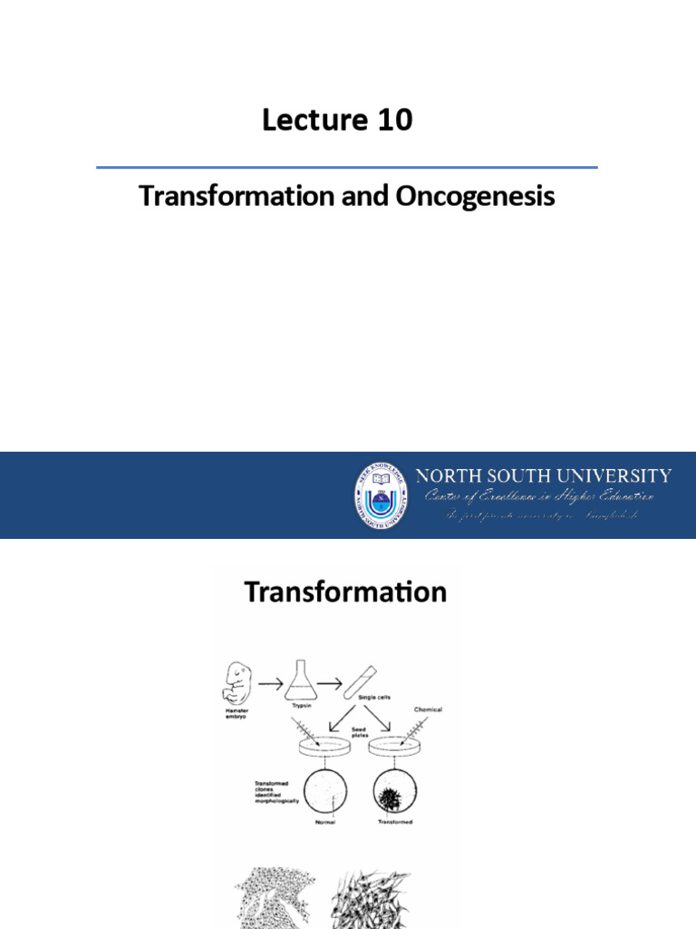 Oncogenesis and Viral Cell Transformation | PDF | Oncogene | Virus