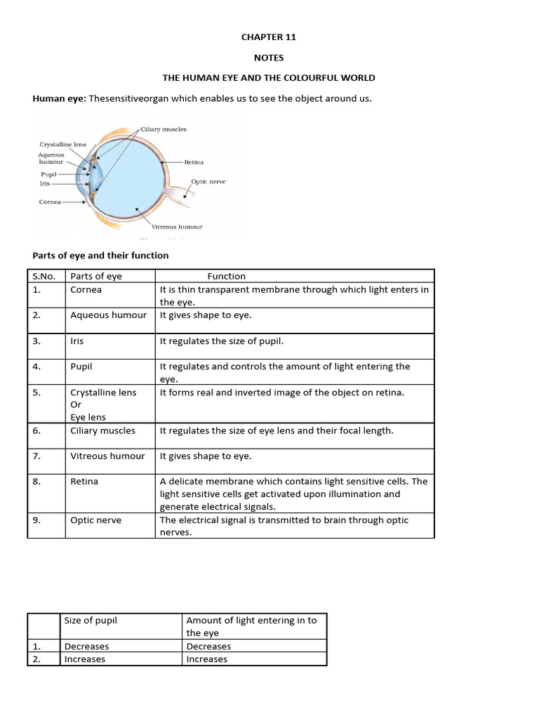 Human Eye Anatomy and Vision Science | PDF | Eye | Light