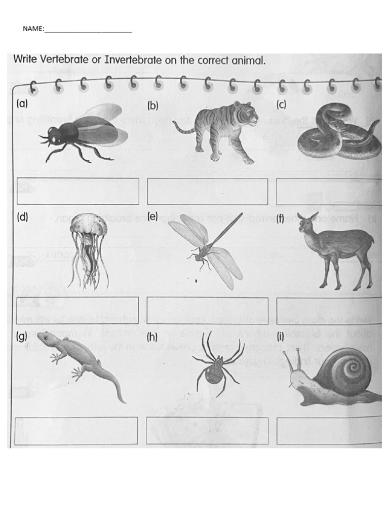 Wooksheet Unit Animal Vertebrates | PDF