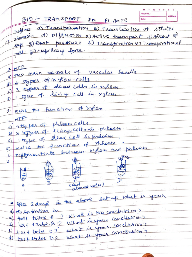 Bio - STD 8 Transport in Plants | PDF