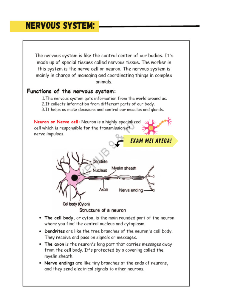 Control and Coordination 10th | PDF | Neuron | Central Nervous System