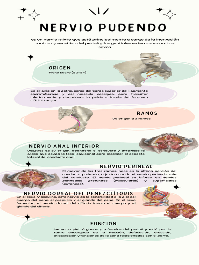 Recorrido del Nervio Pudendo y Plexo | PDF