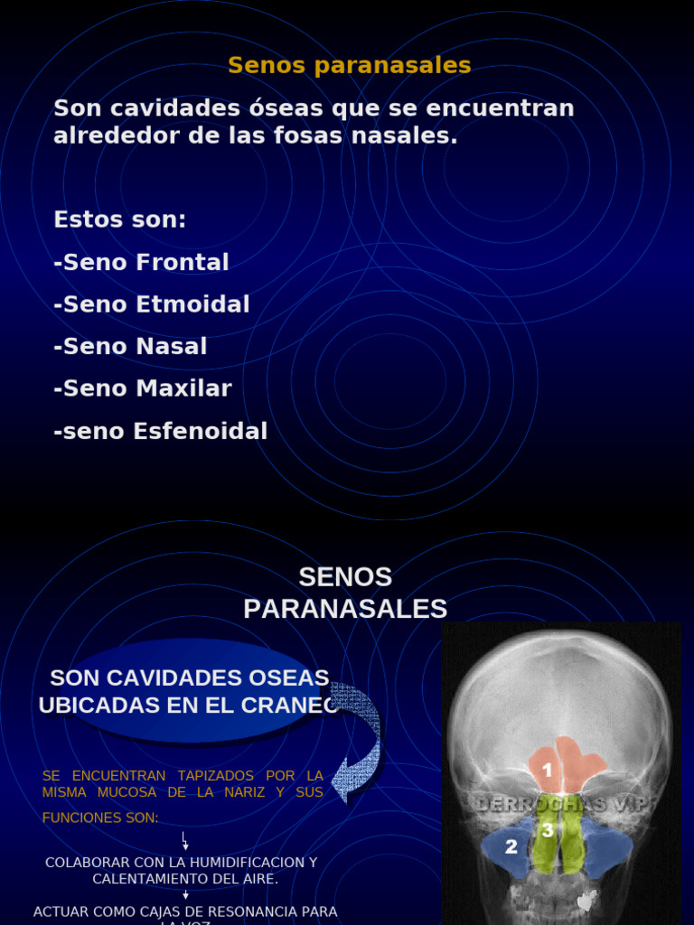 Senos Paranasales | PDF | Nariz humana | Cráneo