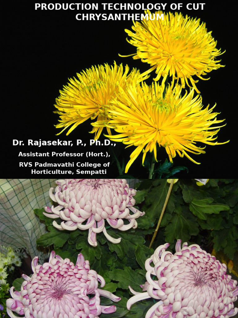 14.chrysanthemum Cut Flower | PDF | Plants | Botany