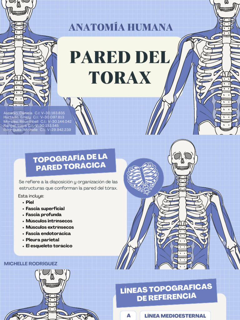 Anatomía y Función de la Pared Torácica | PDF | Tórax | Vértebra