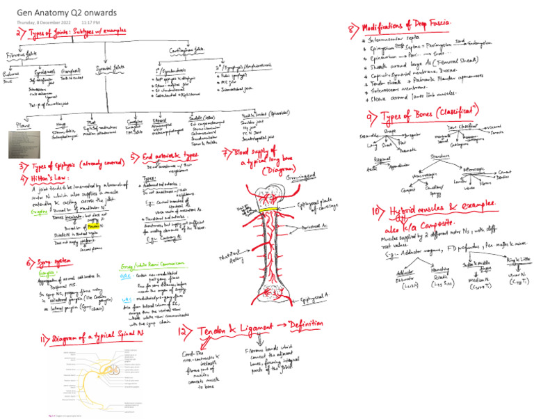 Gen Anatomy Q2 Onwards | PDF