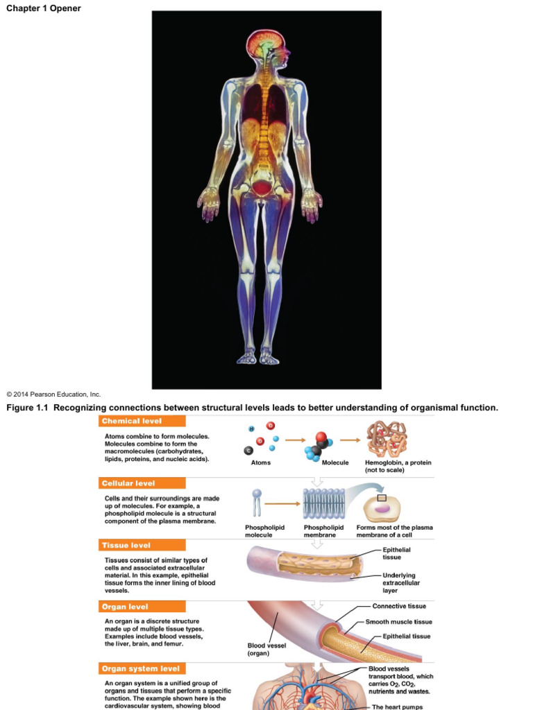 Understanding Body Organization Levels | PDF | Human Body | Mitosis