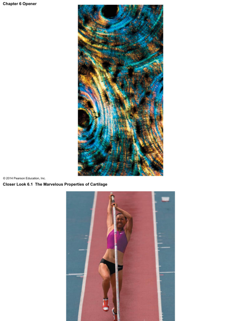 Skeleton Slides | PDF | Bone | Osteoblast