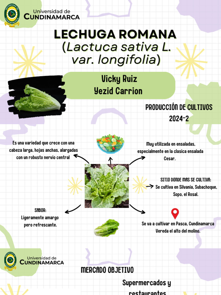 Lechuga Romana, producción de Cultivos | PDF | Lechuga | Riego