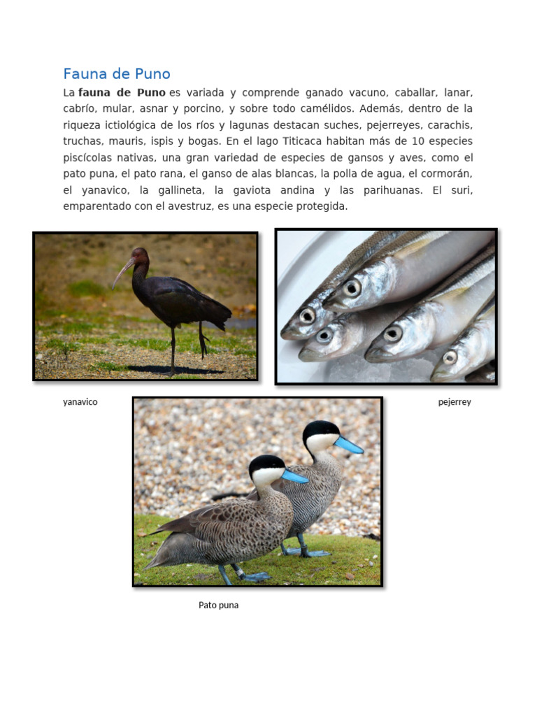 Fauna y Flora de Puno: Diversidad Natural | PDF | Imperio Inca