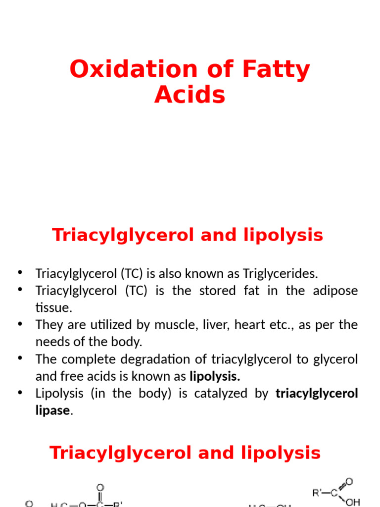 Fatty Acid Oxidation and Lipolysis Explained | PDF | Triglyceride ...
