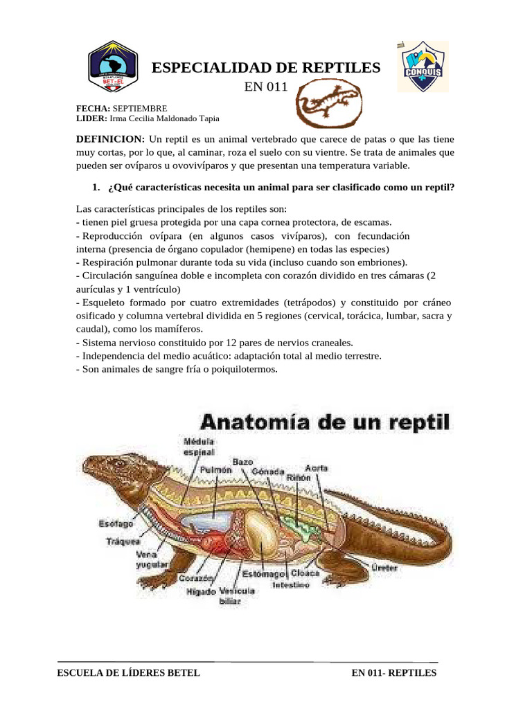 REPTILES | PDF | Reptil | Tortuga