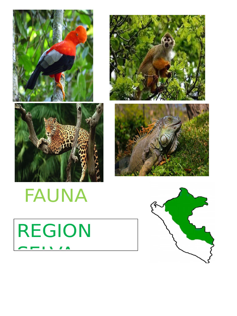 Fauna | PDF