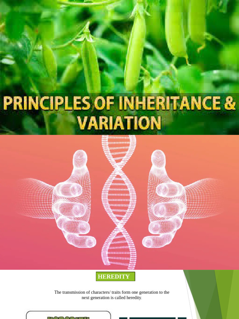 Principle of Inheritance and Variation | PDF | Dominance (Genetics) | Genotype