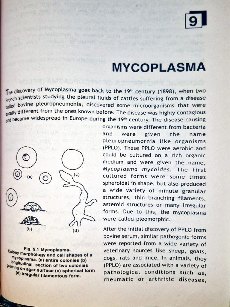 Mycoplasma | PDF | Cell Membrane | Mycoplasma