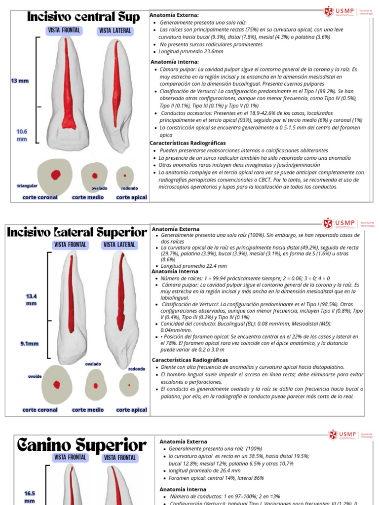 Anatomía Dental: Raíces y Conductos | PDF | Diente | Anatomia dental