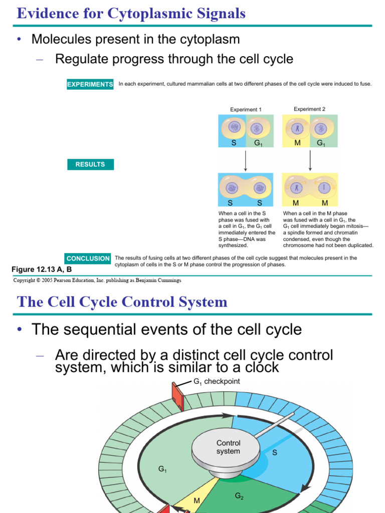 mmd | PDF | Cell Cycle | Cell (Biology)