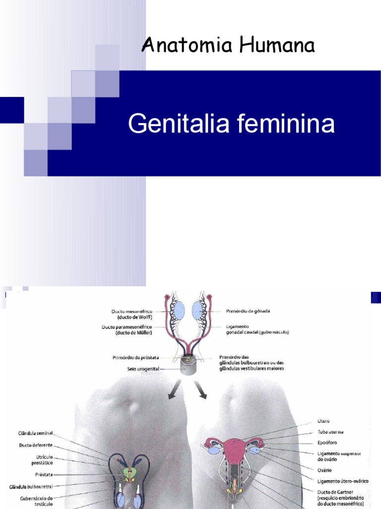 Genitalia Feminina | PDF | Vagina | Útero