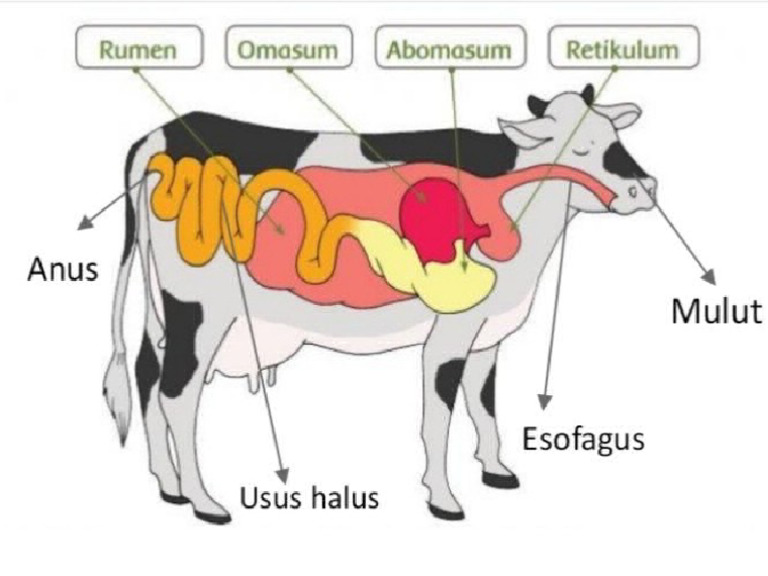 Organ Sapi | PDF