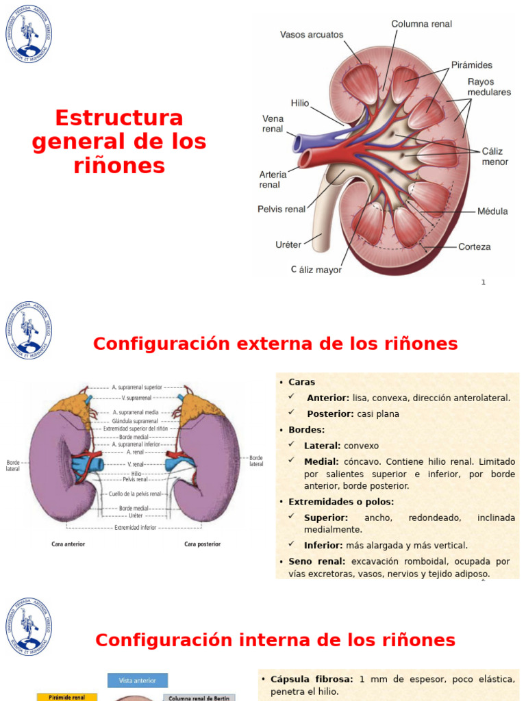 Estructura de cápsula renal y fascia | PDF | Riñón | Abdomen