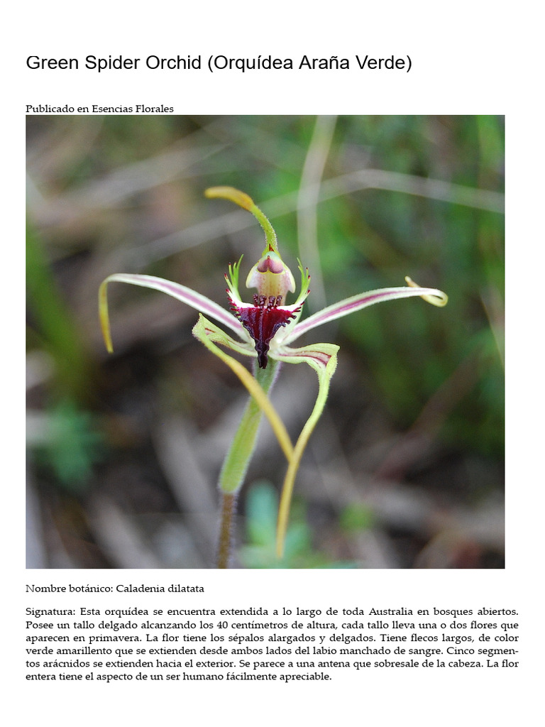 23 C6 Green Spider Orchid | PDF