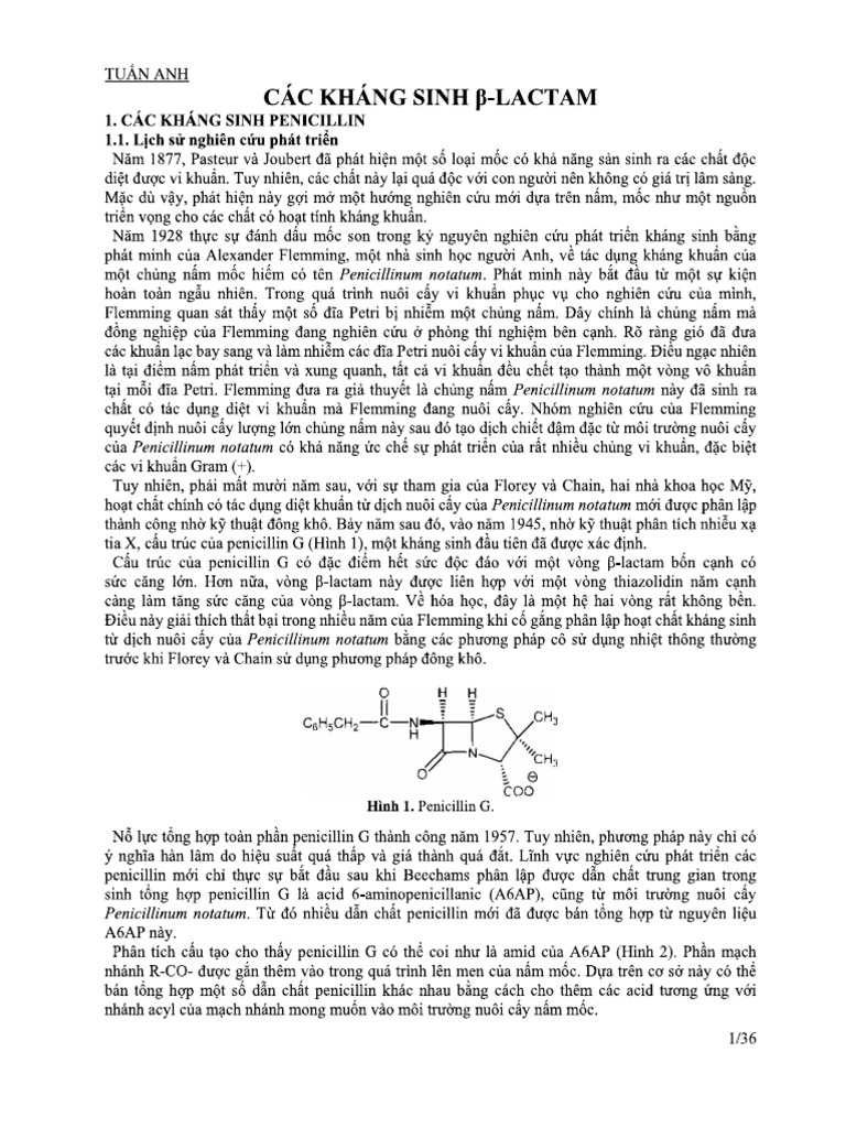 Beta Lactam | PDF