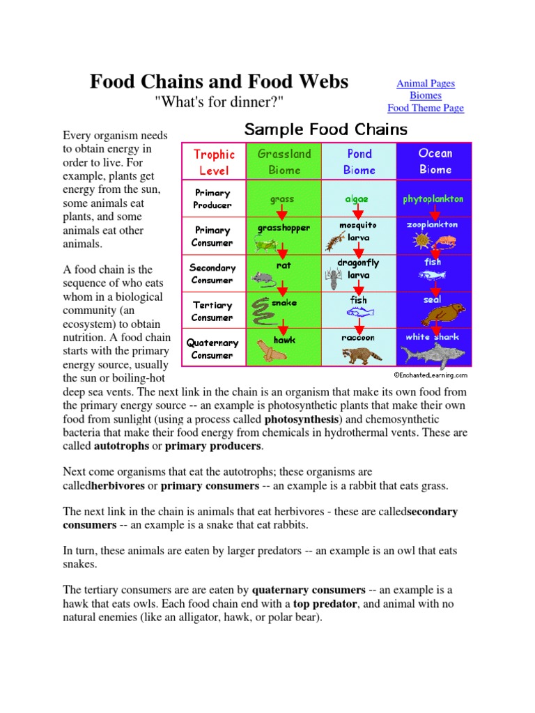 Food Chains and Food Webs | PDF | Food Web | Predation