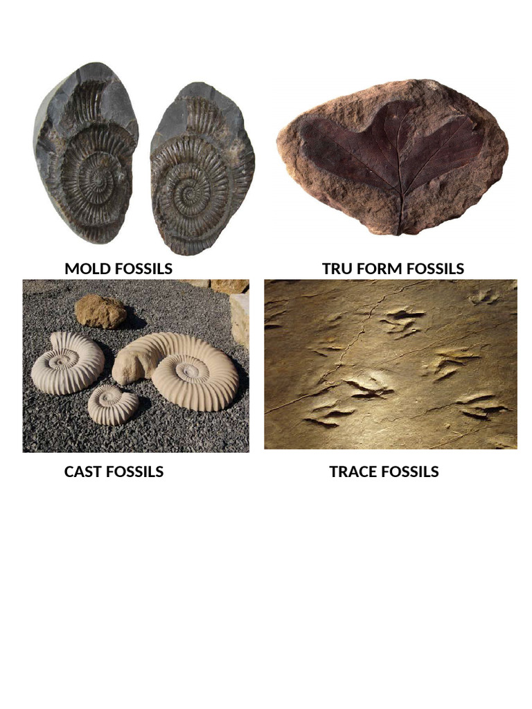 Mold Fossils Tru Form Fossils | PDF