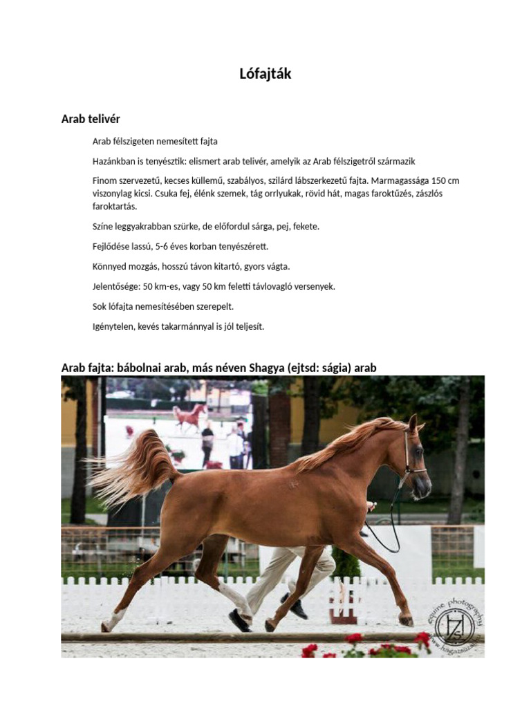 Lófajták | PDF