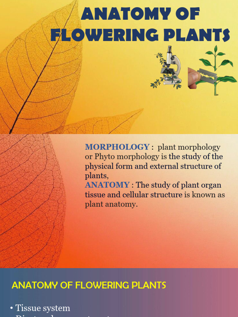 Anatomy of Flowering Plants | PDF | Tissue (Biology) | Plant Stem