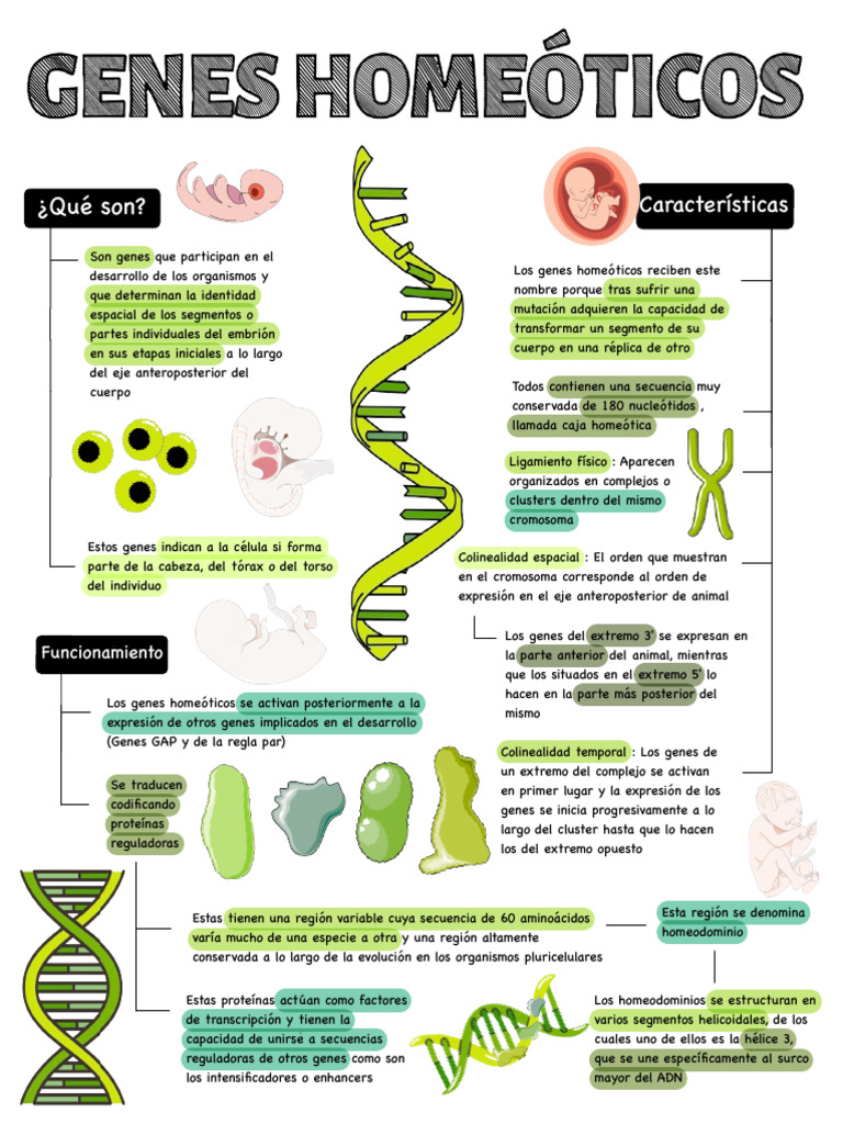 Genes Homeóticos: Función y Alteraciones | PDF | Biología Molecular ...
