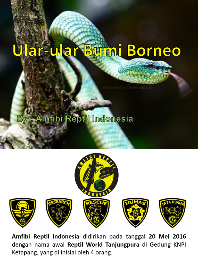 Ular Coklat Garis Hitam di Borneo | PDF