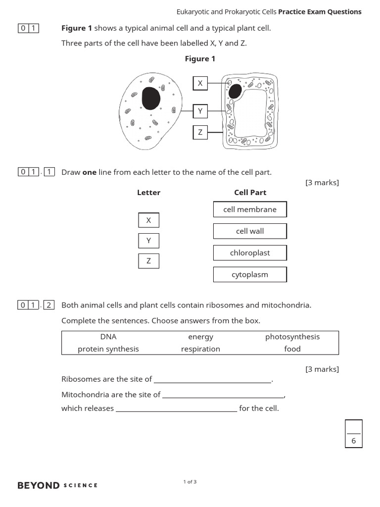 Eukaryotic and Prokaryotic Cells Practice Exam Questions Foundation ...