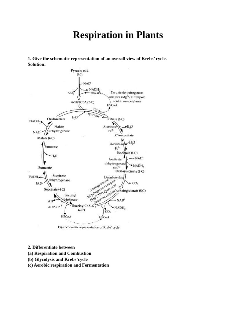 Respiration in Plants and Plant Growth and Development Solutions | PDF ...