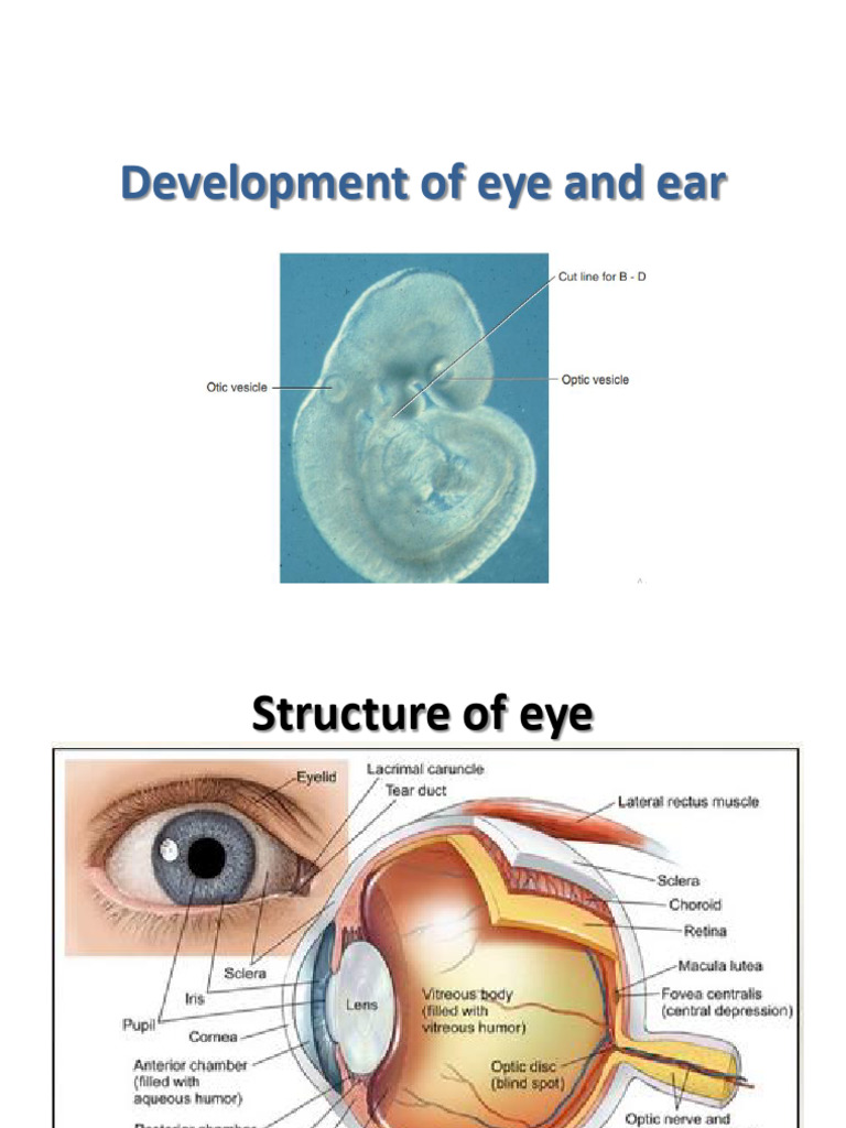 Eye and Ear Development Overview | PDF | Ear | Human Head And Neck