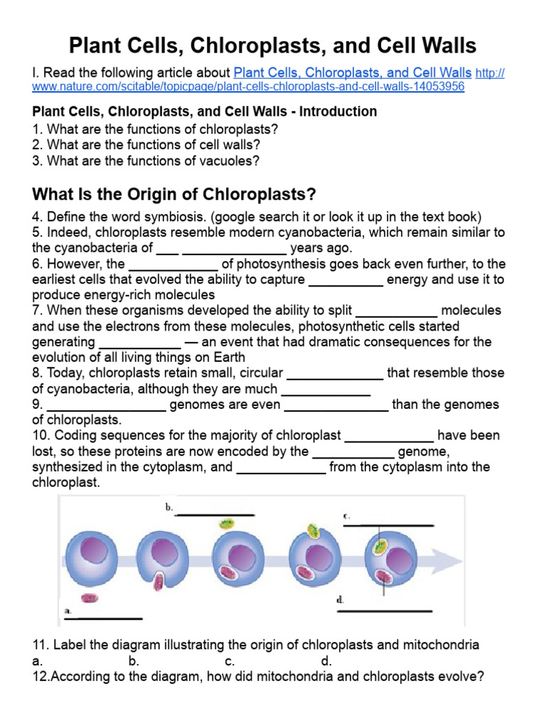 PDF Plant Cells Chloroplasts Cell Walls | PDF | Chloroplast | Cell ...