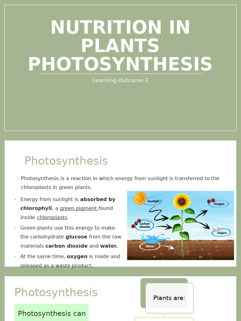 Understanding Plant Photosynthesis Process | PDF | Photosynthesis | Leaf