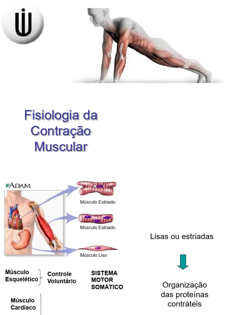 Fisiologia da Contração Muscular | PDF | Junção neuromuscular | Músculo
