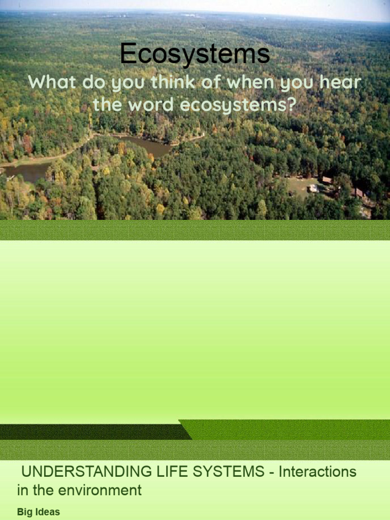 Ecosystem Components and Interactions | PDF | Ecosystem | Photosynthesis