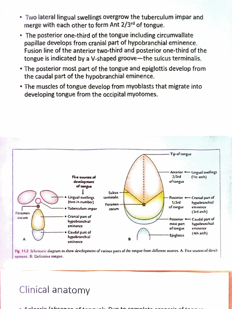 Development of Tongue (May 14 2024) | PDF | Tongue