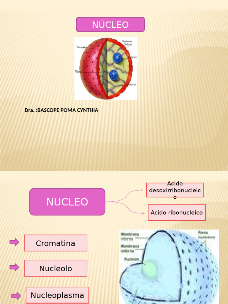 Estructura y Función del Núcleo Celular | PDF | Nucleo celular | Mitosis