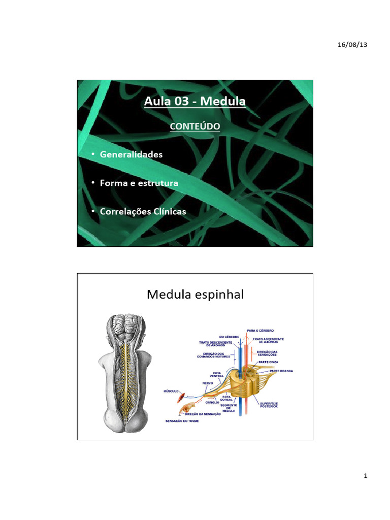 Neuroanatomia - Aula 03 - Medula | PDF | Medula espinhal | Neurociência