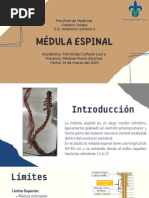 El Saco Dural Humano | PDF | Médula espinal | Anatomía